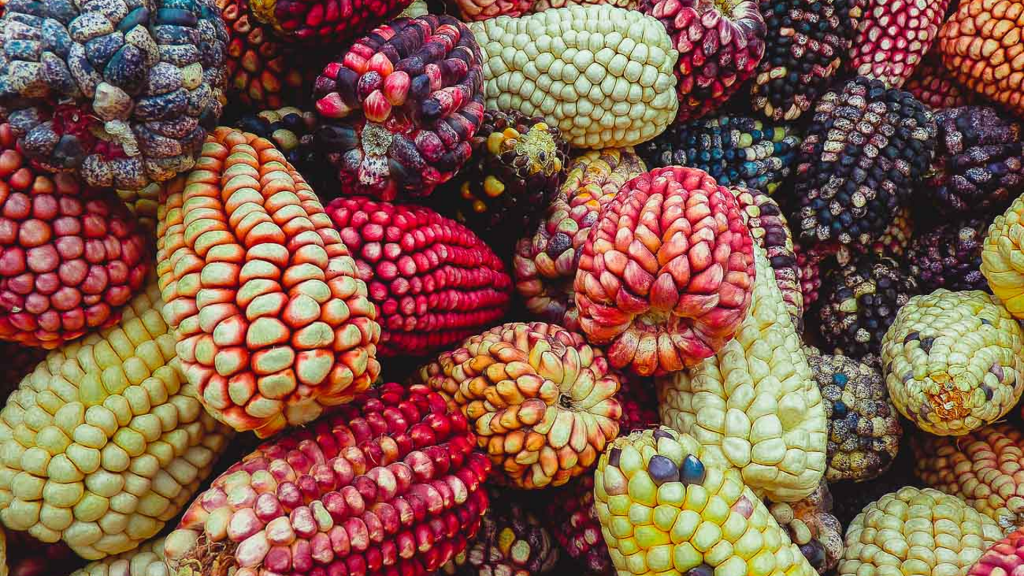 Terraços Incas: entenda a engenhosidade dos Incas na agricultura