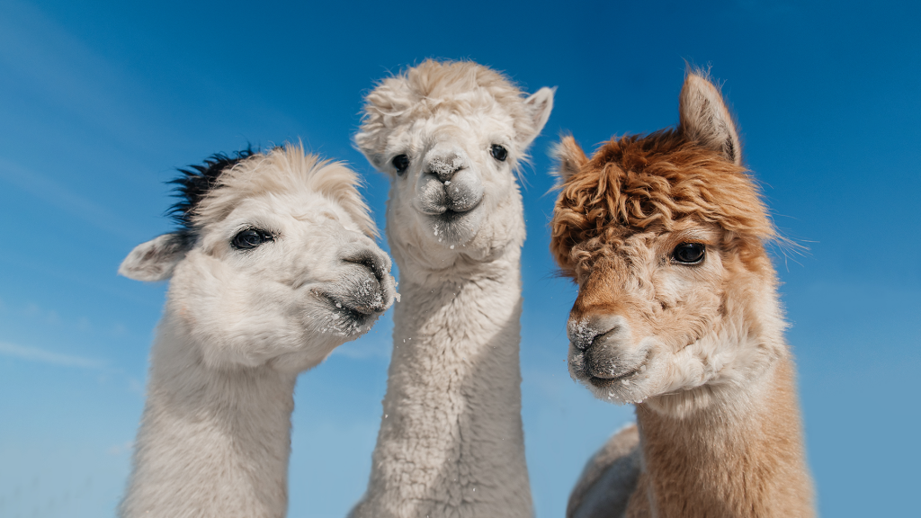 Conheça 4 espécies de camelídeos peruanos - Machu Picchu Brasil ...