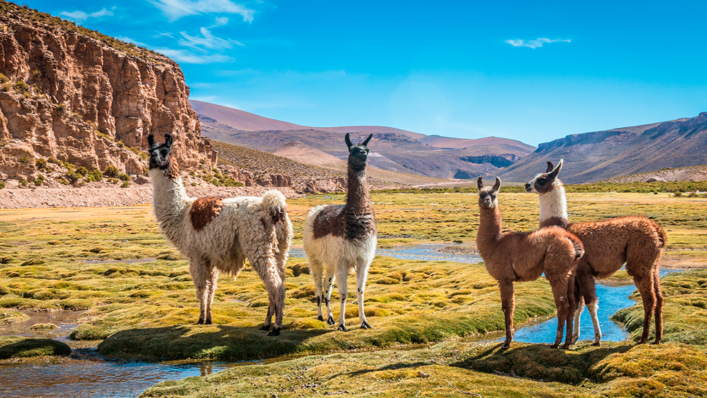 Conheça 4 espécies de camelídeos peruanos - Machu Picchu Brasil ...